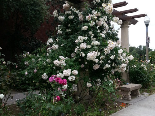 Sally Holmes at park