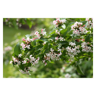 Abelia Sweet Emotion™ (Abelia mosenensis) - Eclectic - Grand Rapids ...