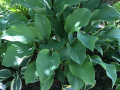 Hosta K 2019 .....