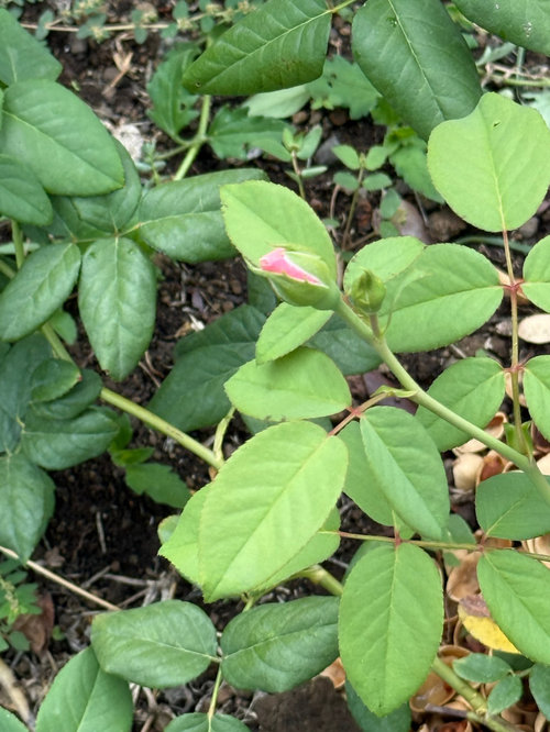 Unknown rose in the Caribbean | Houzz Forum