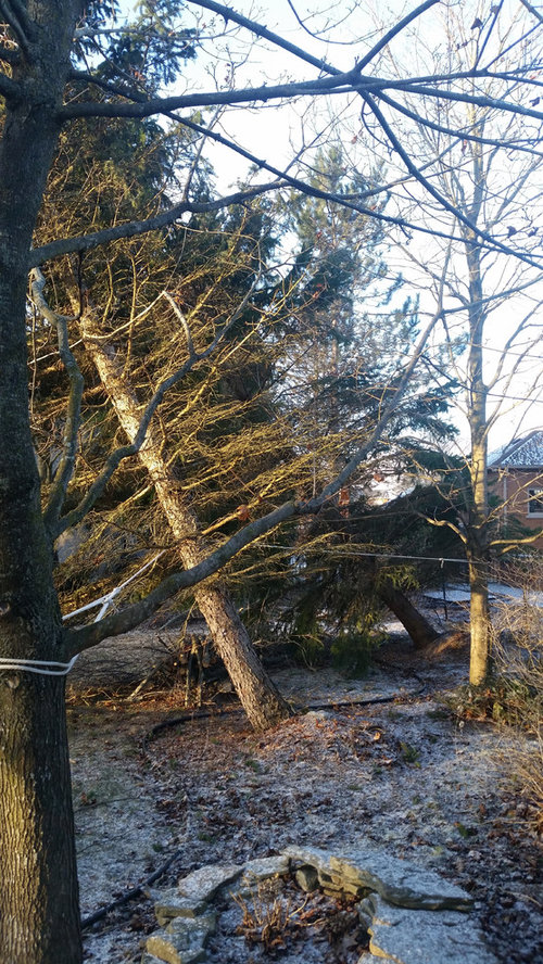Spruce trees - wind damage
