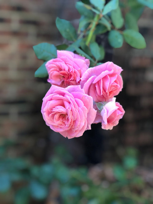 Frost, freeze and goodbye to blooms