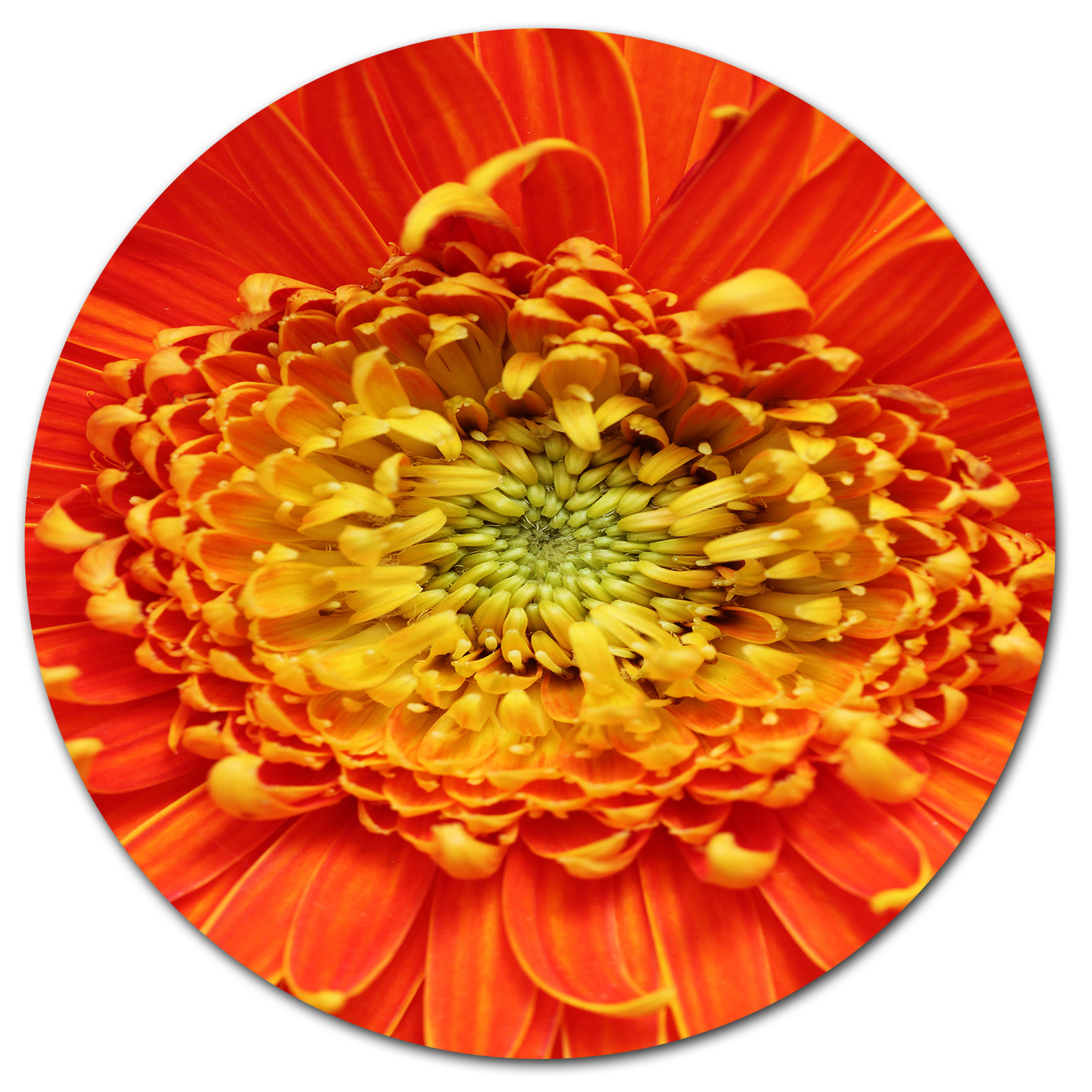 Beautiful Gerbera Flower In Brig, Modern Floral Disc Metal Artwork ...
