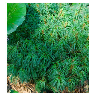 Pinus Strobus 'Mini Twists' - Charlotte - by Jay Sifford Garden Design ...