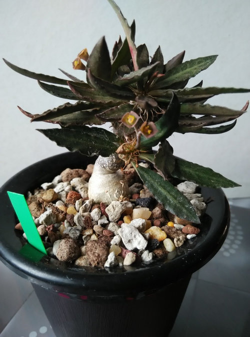 Fat plants, Caudiciform or Caudex Collectors