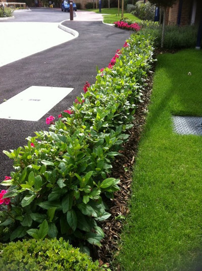 9 Low-Growing Hedges That Make Good Neighbors