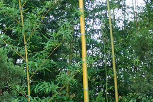 Invasive Golden Bamboo?