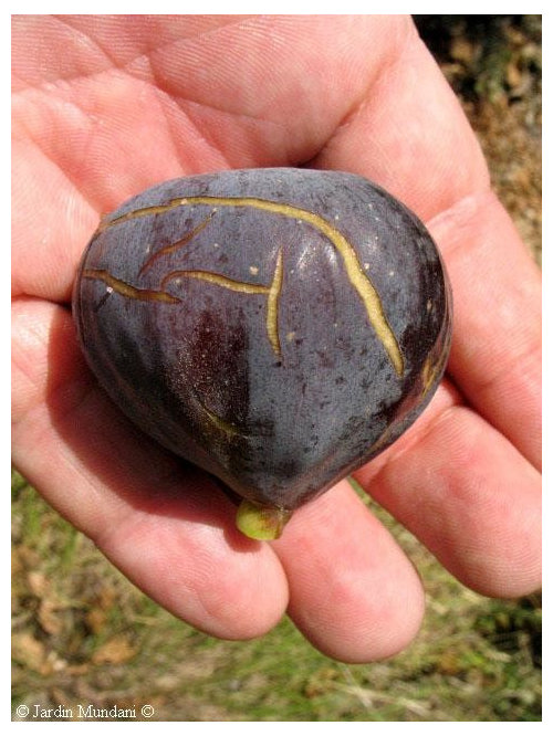 Mundani Botanical Garden