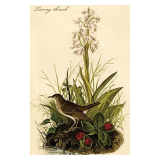 Tawny Thrush, 12" x 18" - Traditional - Prints And Posters - by ...