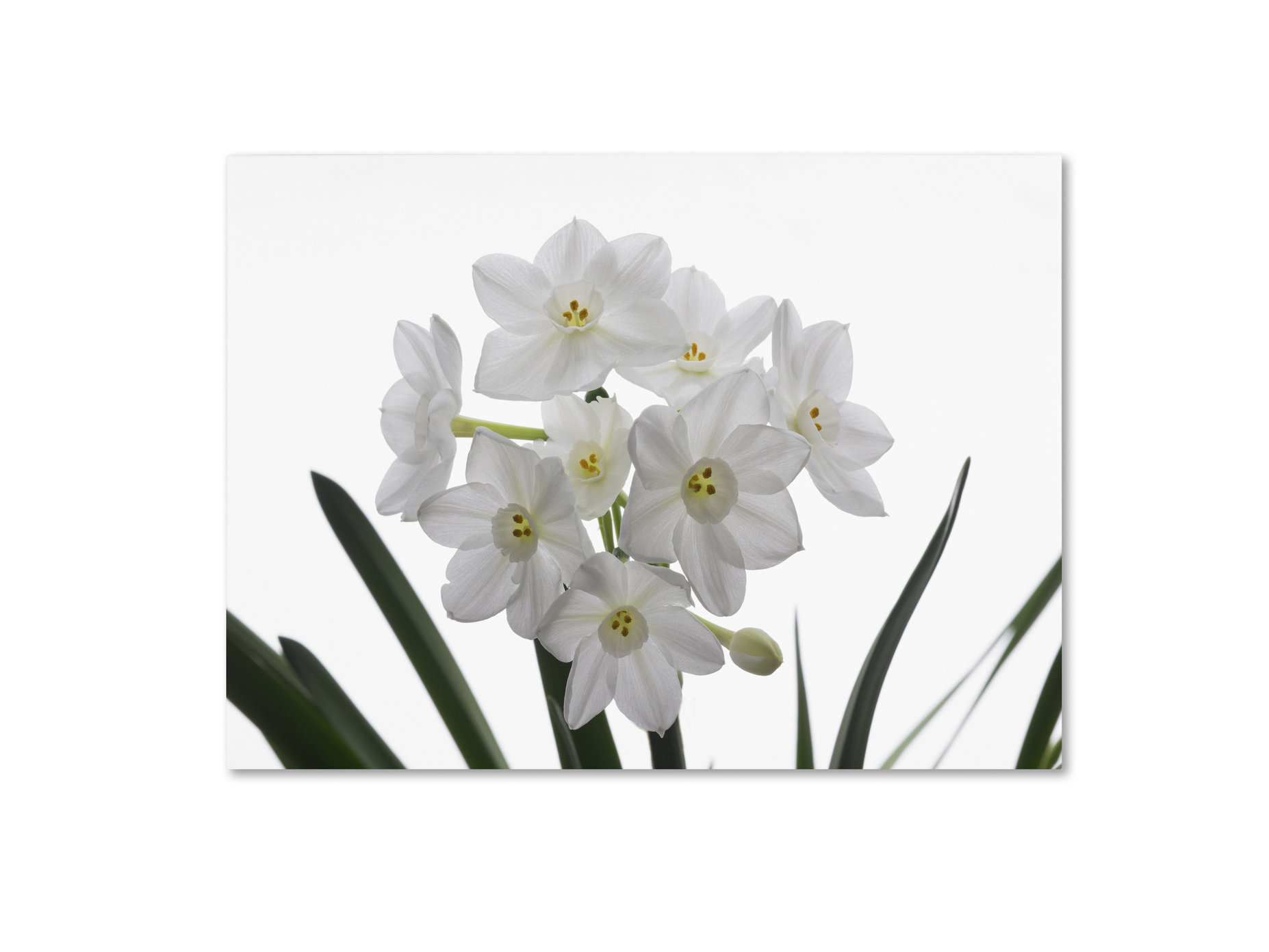'Paper White Bouquet' Canvas Art by Kurt Shaffer, 35" x 47 ...