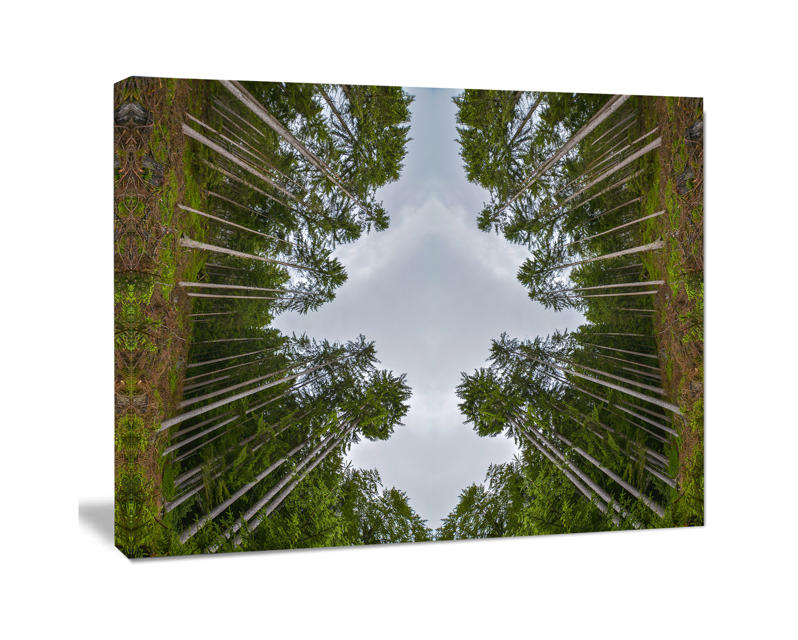 Circle Composition of Coniferous Trees, Landscape Canvas Art Print ...