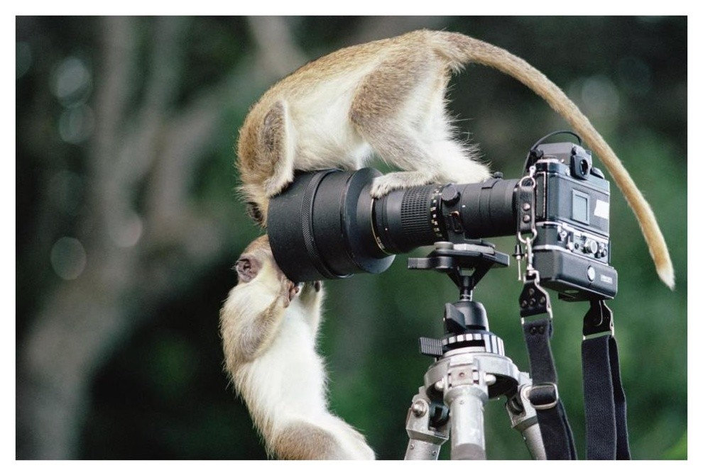 "Black-Faced Vervet Monkeys Playing on Camera and Tripod, Barbados ...