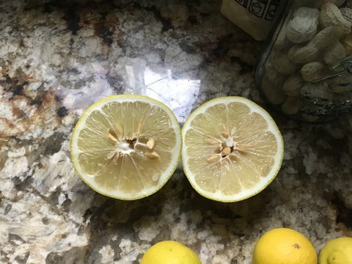 First baboon lemon!!