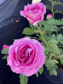 New Kordes rose here! "Raspberry Cupcake" aka KORcarmsis