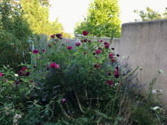 Thoughts on Falstaff rose? Vs Heathcliff rose?