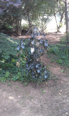 Is my Weeping Purple Fountain Beech Tree dying?