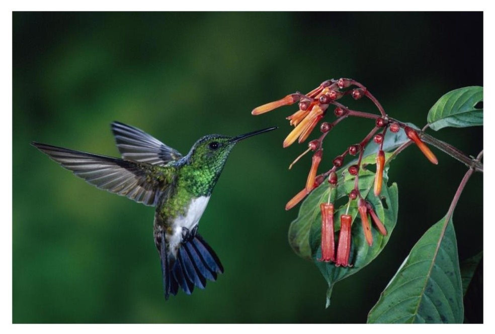 "Snowy-bellied Hummingbird, Firebush flowers, Costa Rica" Paper Art, 20 ...