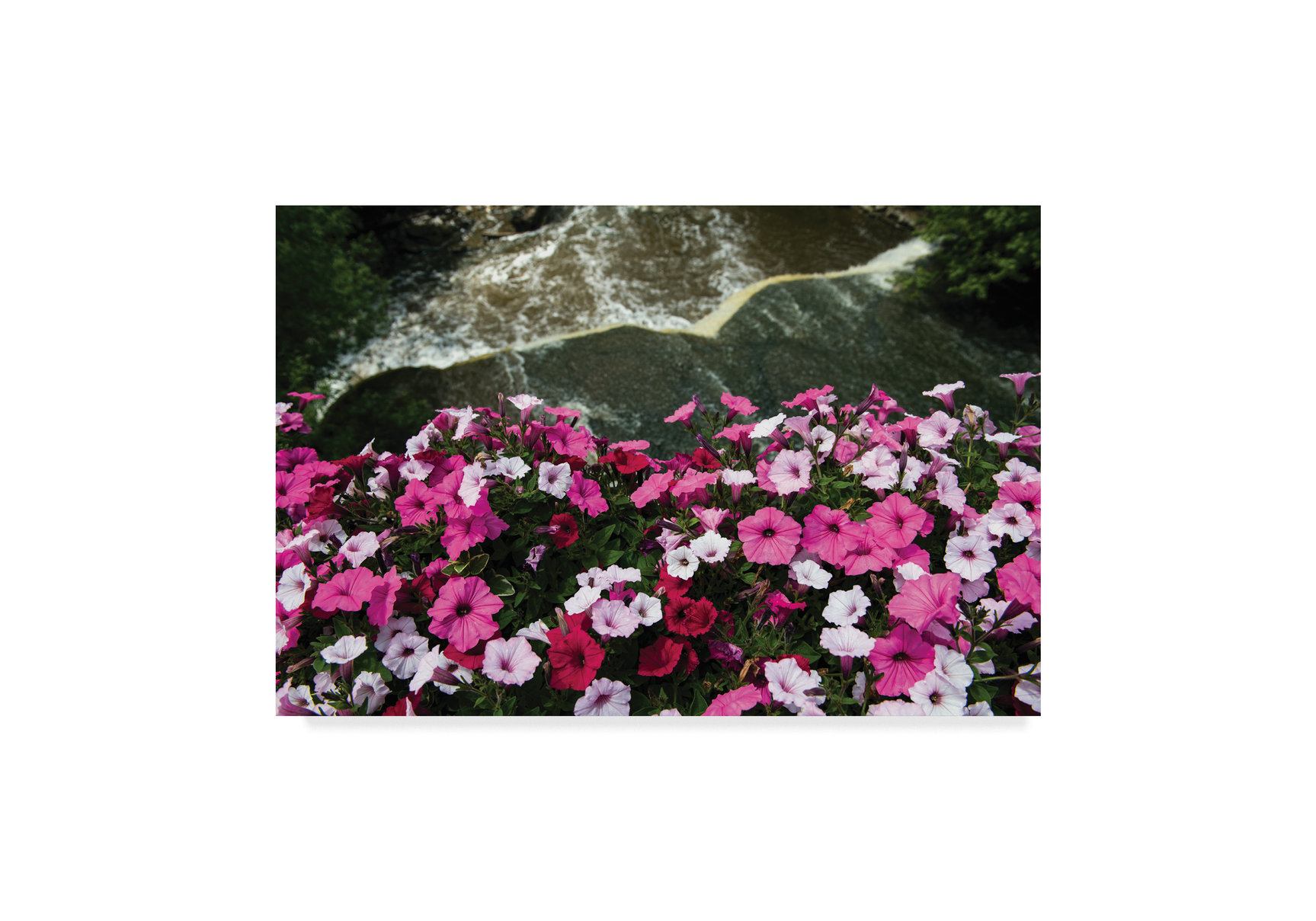 Kurt Shaffer 'Flowers Over The Falls' Canvas Art, 22"x32" - Tropical ...