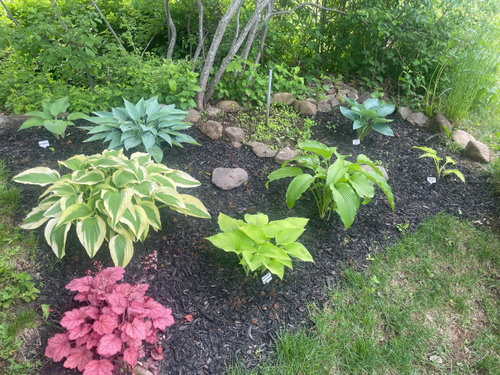 More Happy Hosta beds part 1