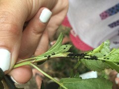!Ninebark getting white mold? And black bugs? Help! I'm a new Gardner!