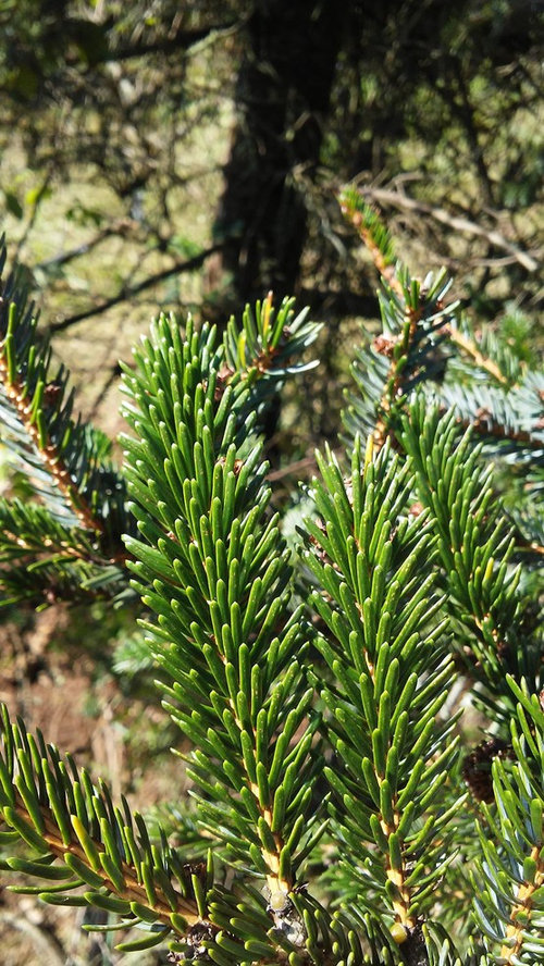 60 year old Picea jezoensis