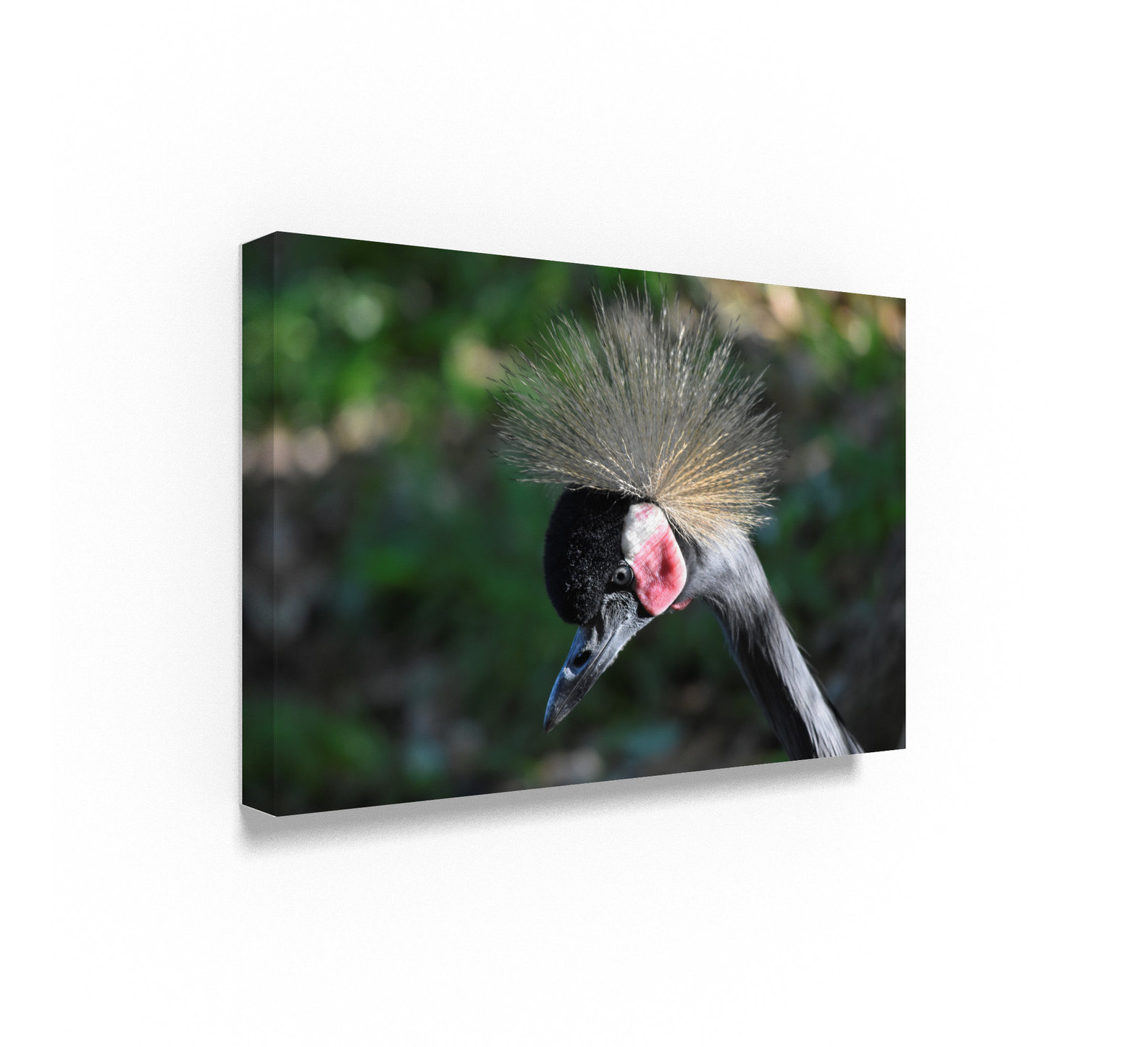 "Black Crowned Crane" by Robert Michaud, Canvas Art, 16"x24 ...