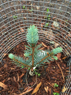Season 2 - Grafting Conifer Results | Houzz Forum