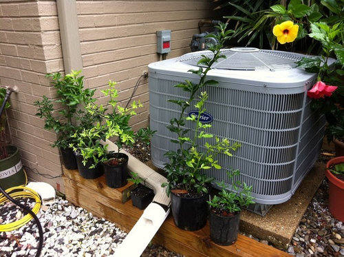 'Hardy' citrandarin cuttings are growing well