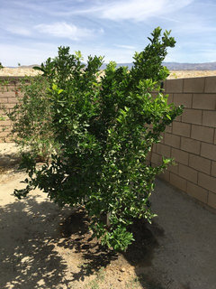 How to select citrus trees at the nursery