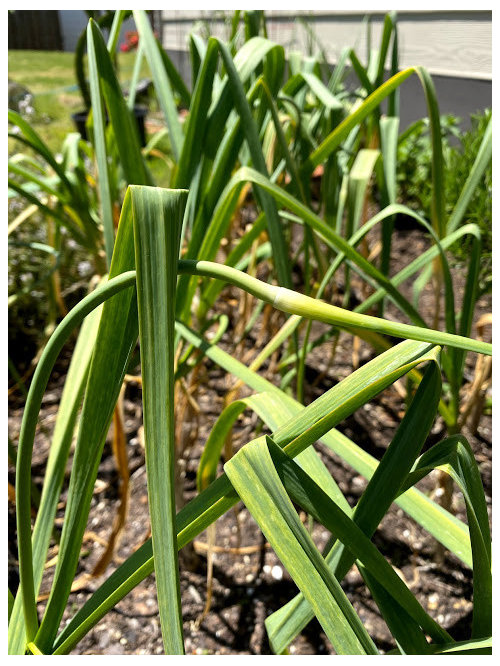 Creole garlic umbels/bulbils | Houzz Forum