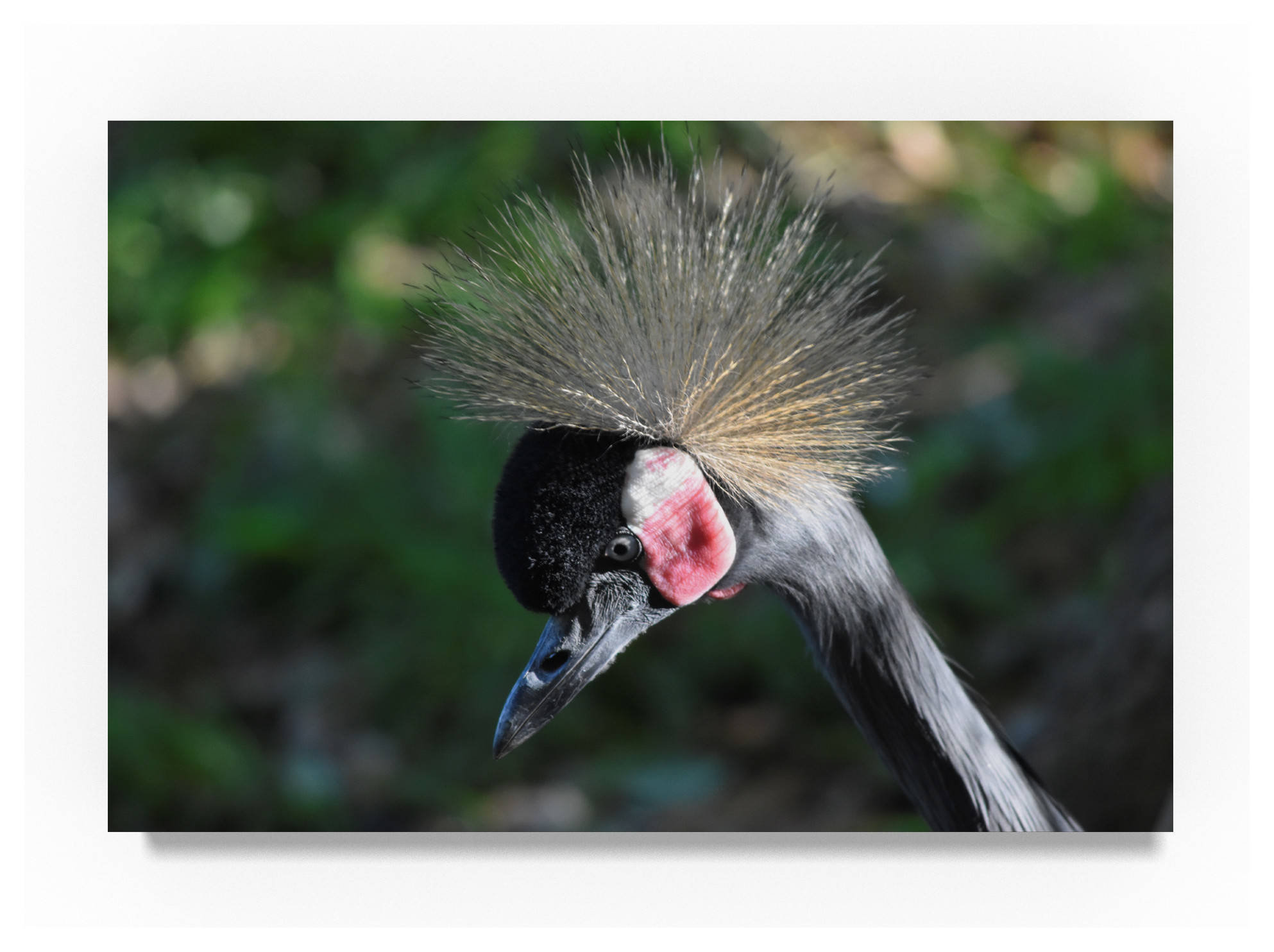 "Black Crowned Crane" by Robert Michaud, Canvas Art, 16"x24 ...