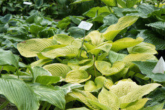 Photos from Midwest hosta convention