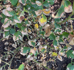Helping crispy fried roses recover? | Houzz Forum