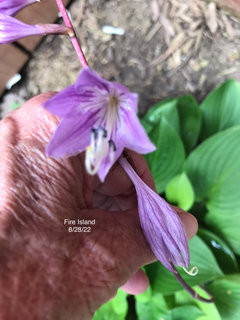 Bloodline is going to flower!