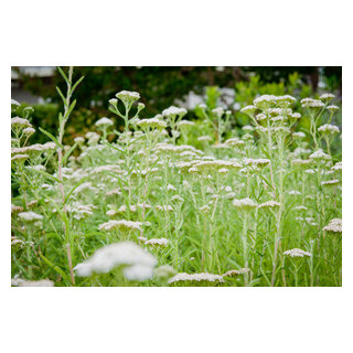 Yarrow - Landscape - Los Angeles - by FormLA Landscaping | Houzz
