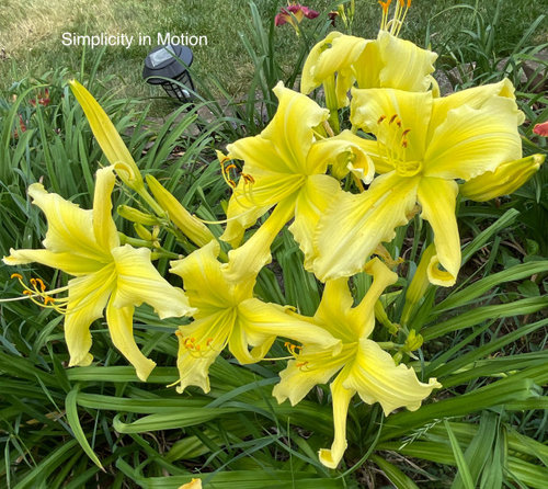Clump shots up north! | Houzz Forum
