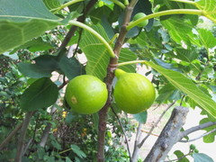 fig tree identification | Houzz Forum