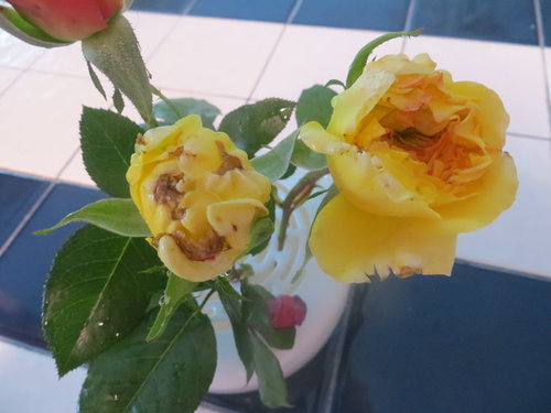 Deformed Roses