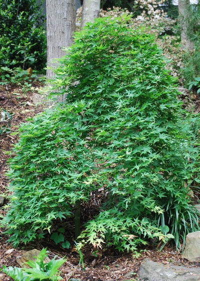 13 Japanese Maples for Shade