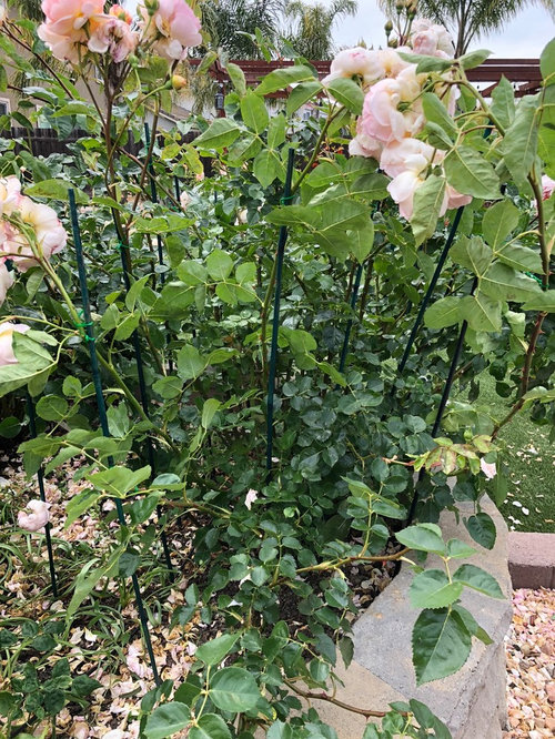 Propping up rose canes?