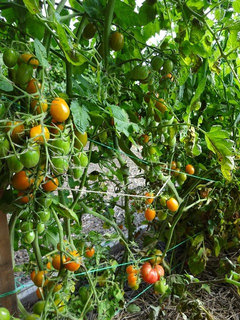Zima (TM) Orange Grape tomatoes