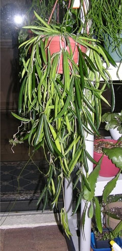 Hoya shepardii how to grow?