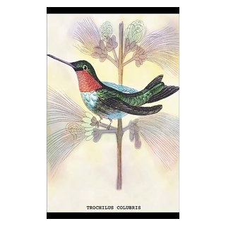 Hummingbird: Trochilus Colubris, 20" x 30" - Traditional - Prints And ...