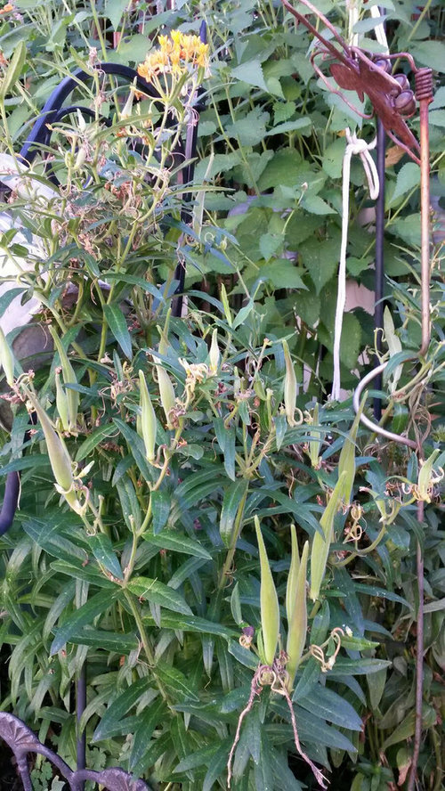 Butterfly weed pods