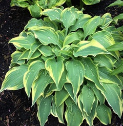Hosta D 2020 ..............