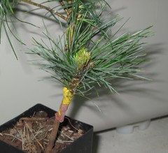 Rookie Season - Grafting Conifers Results