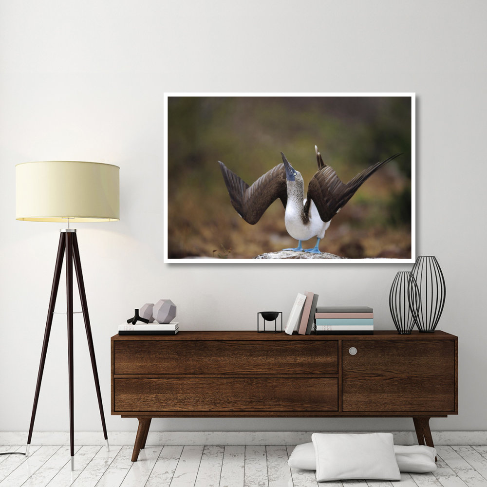 Blue-Footed Booby Sky Pointing In Courtship Dance, Galapagos Islands ...