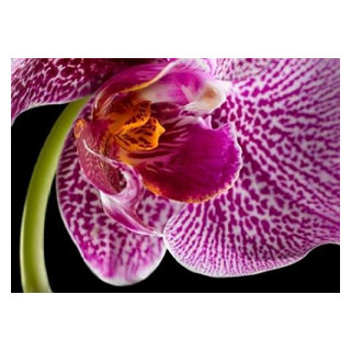 Purple Orchid 2 Poster Print by Barry Seidman - Item # VARPDXBSRC004B ...