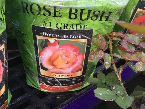 Walmart roses a lot better