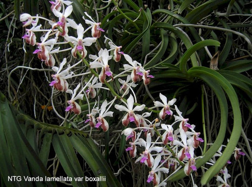 this is a big Vanda lamellata var boxallii